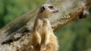 Suricata Seguridad Informática: Un paso fundamental para proteger tu ...